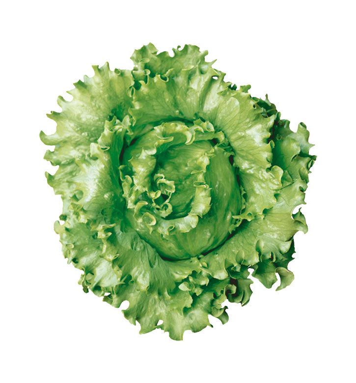 Alface – Loja Bayer Seminis