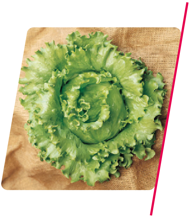 Loja Oficial Bayer Seminis – Loja Bayer Seminis