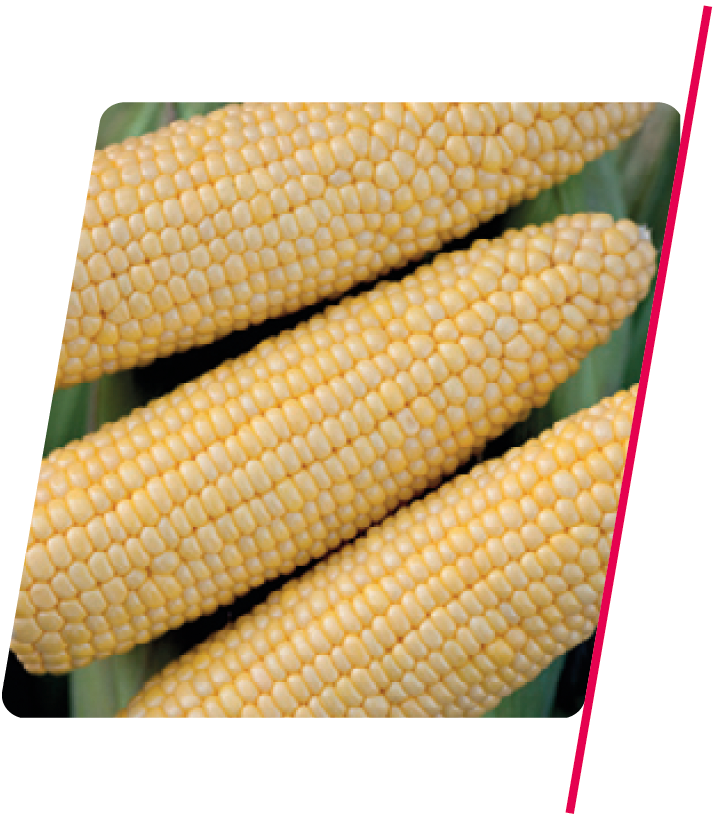 Milho – Loja Bayer Seminis